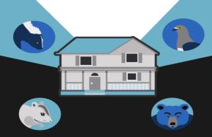 The Most Common Animals That Cause Damage to Your Home | Fandecomix.com